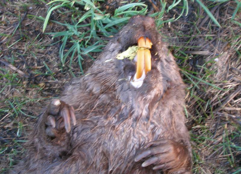 Bebrs - Medību trofejas