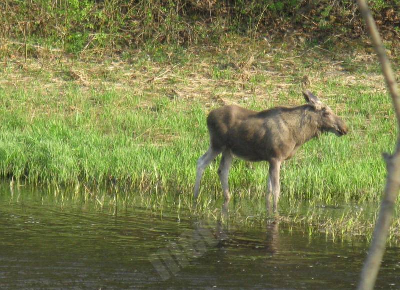 Alnis - Medību trofejas