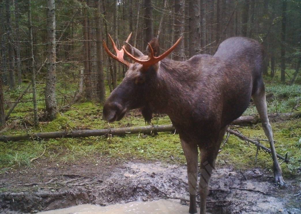 Alnis - Skrundas novads - Skrundas lauku teritorija - Medību..